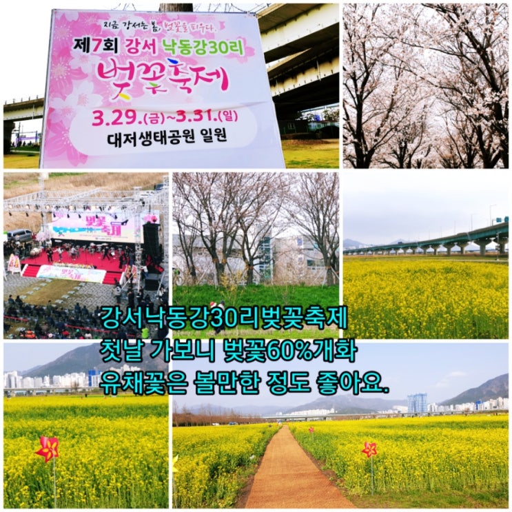 오늘은 부산벚꽃축제 가는날 강서낙동강30리벚꽃축제 첫날가보니 벚꽃은 60 부산낙동강유채꽂 축제가 열릴 대저생태공원 유채
