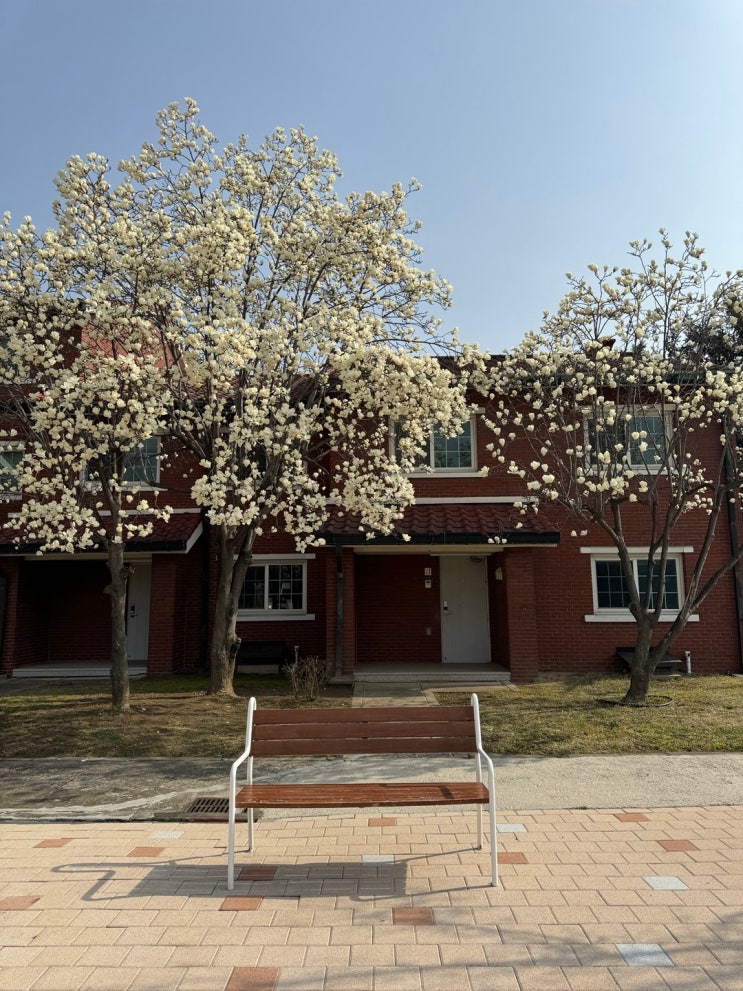 아이와 갈 만한 곳 서울 용산구 이번 주말에 꼭 가봐야 할 목련 스팟 용산 공원 용산공원 미군기지 용산 장교숙소 5