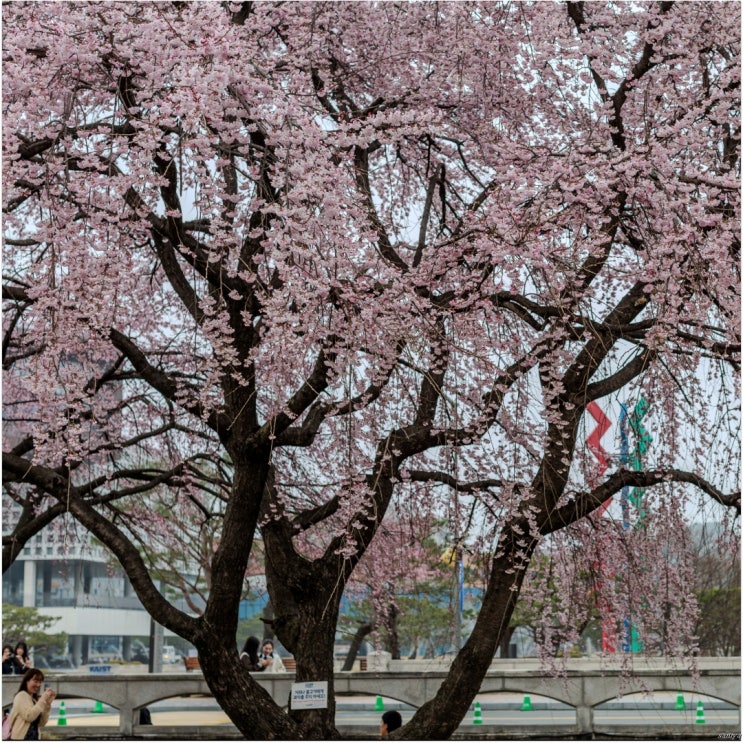 대전 벚꽃 명소 카이스트 수양벚꽃 주말 꽃구경 여행지 아이와 가볼 만한 곳 봄축제 화폐박물관 봄축제 페스티벌 일정 벚꽃개화시기
