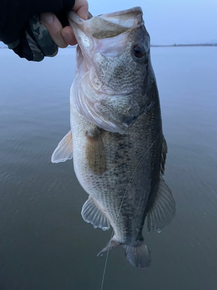 2024년 3월 배스조행기 새해 첫 배스 스타트 : 네이버 블로그