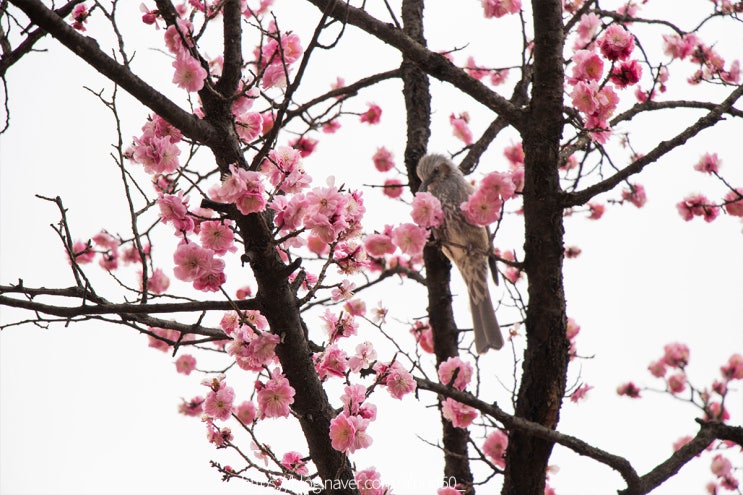 홍매화가 활짝 핀 창덕궁 출사 (캐논 EOS 200D2, 캐논 EF-S 18-135mm F3.5-5.6 IS USM) : 네이버 블로그