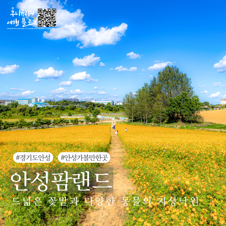 안성 가볼만한곳 안성팜랜드 주차 할인 핑크뮬리 황화코스모스 가을꽃구경 추천 : 네이버 블로그