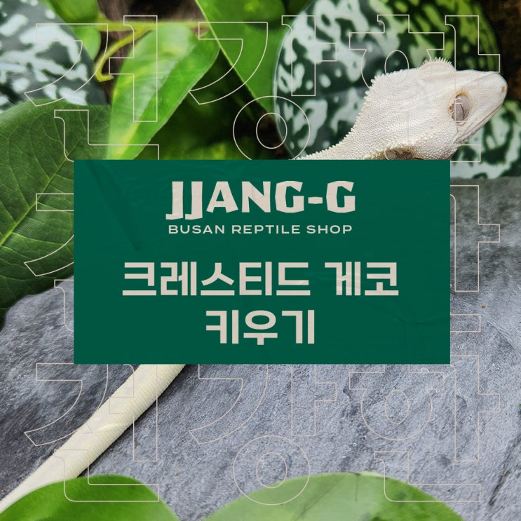 크레스티드 게코 키우기 초보자도 쉽게 사육 방법 관리 Tip 네이버 블로그