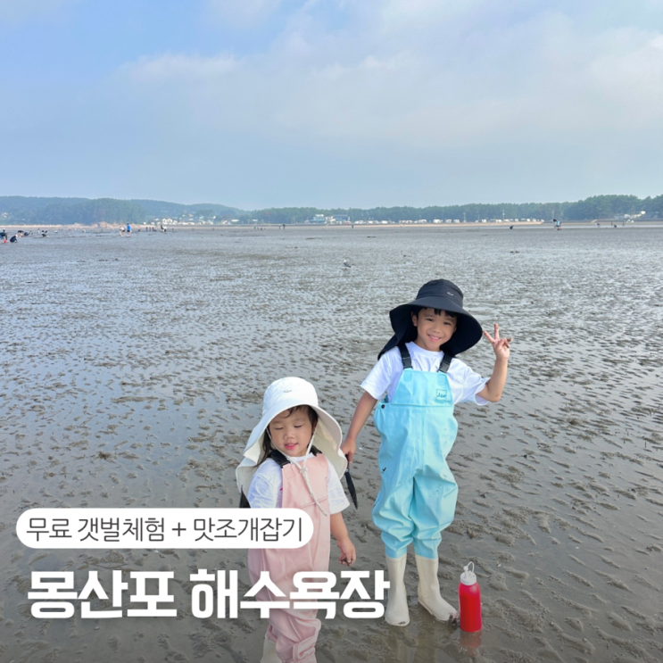 충남 태안 I 무료로 갯벌 체험 몽산포 해수욕장 물때시간 주차장 준비물 맛조개 잡는법 네이버 블로그