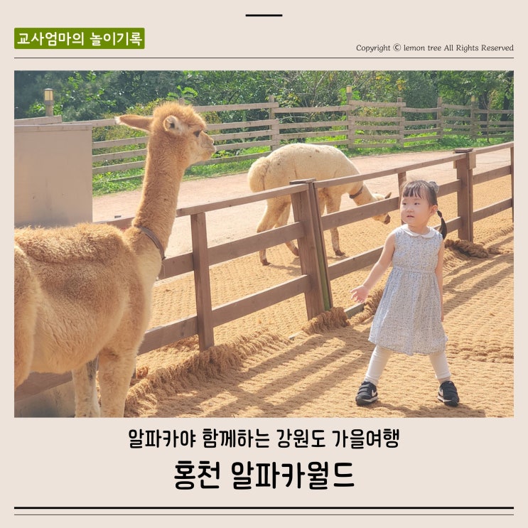 홍천 알파카월드 가을여행 강원도 가볼만한 곳 평일 아이와 방문 팁 네이버 블로그