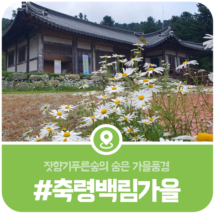 가평 잣향기푸른숲 구절초와 산정호수가 있는 가을여행명소 축령백림의 가을 네이버 블로그