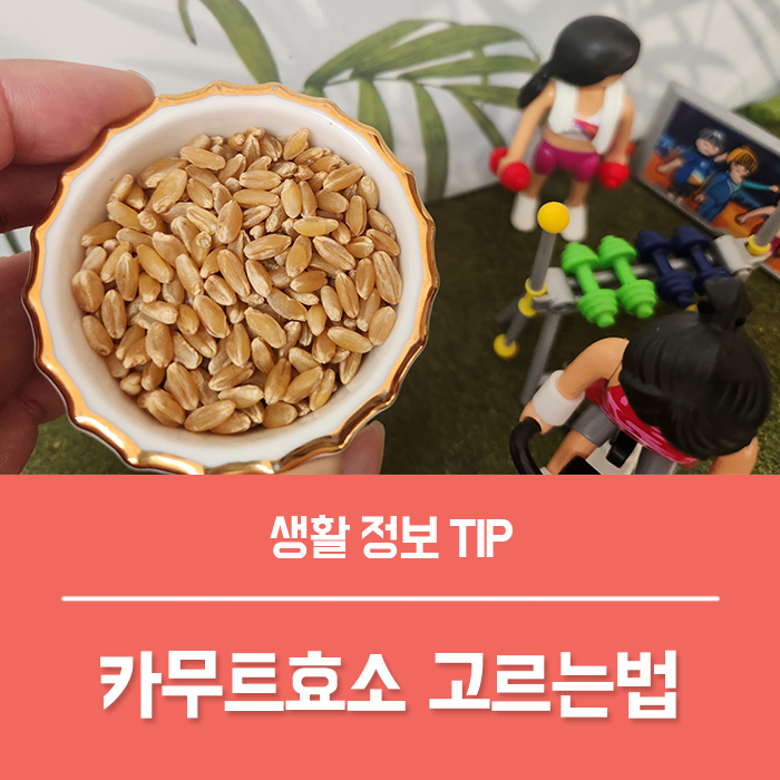 카무트효소 고르는법 카무트 효능 체중감량을 위한 복용법 네이버 블로그