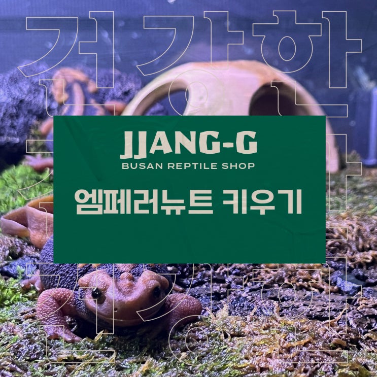 부산 파충류샵 짱지 양서류 분양 엠페러 뉴트 키우기 사육 관리 방법 네이버 블로그
