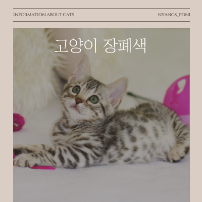 고양이 장폐색 (원인, 증상, 예방 방법) : 네이버 블로그