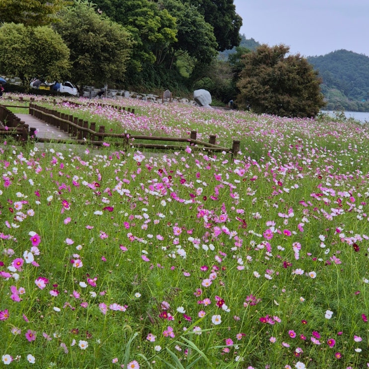 무안몽탄 코스모스와 식영정 : 네이버 블로그