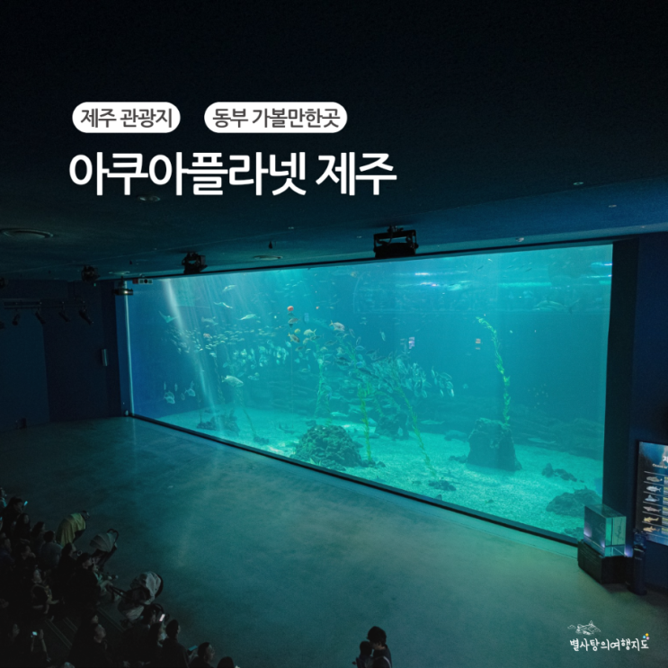 제주도 동부 관광지 아쿠아플라넷 할인 실내 가볼만한곳 네이버 블로그