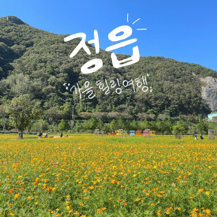 전북 정읍 여행 가을 감성 가득한 힐링 여행코스 정읍 구절초 지방 정원 엥겔베르그 엔틱라운지and차 박물관 한국가요촌