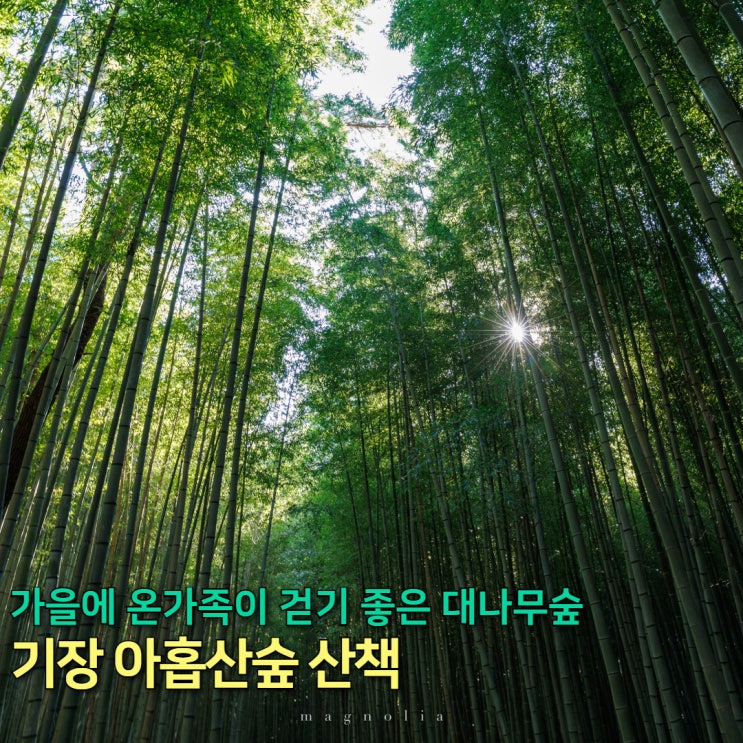 가을에 떠나기 좋은 부산 가족 나들이 기장 아홉산숲 대나무숲 네이버 블로그