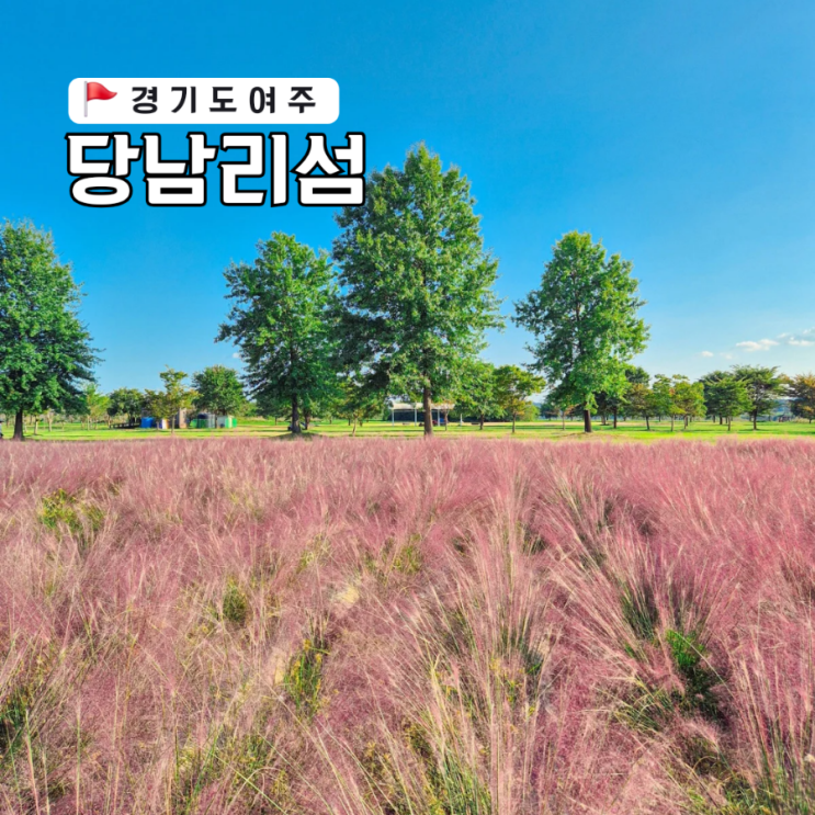 경기도 여주 가볼만한곳 자전거 타고 가을 코스모스 핑크뮬리 당남리섬 네이버 블로그