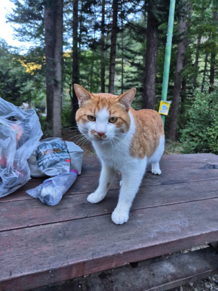 삼봉휴양림(feat.홍천 은행나무숲, 안반데기)_20241004 : 네이버 블로그