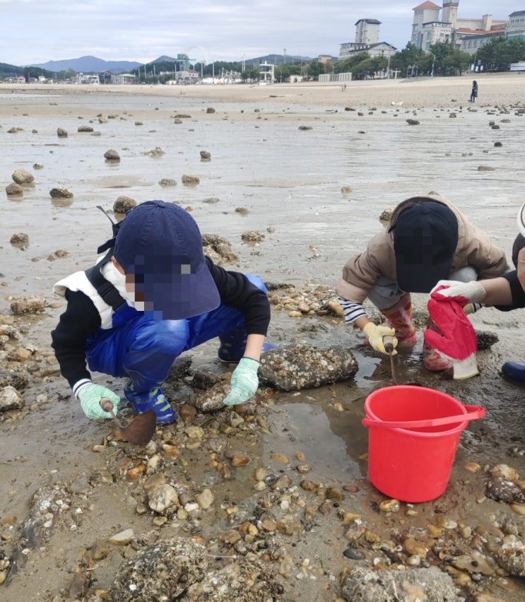 충남 무창포해수욕장 비체팰리스 36형 일반객실 갯벌체험 부대시설정보 네이버 블로그