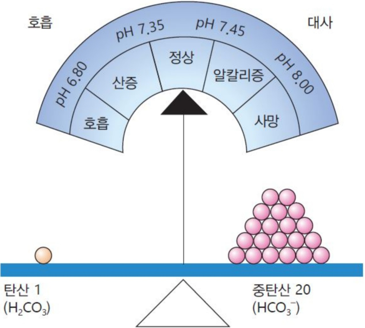 산-염기 불균형, ABGA 동맥혈 가스 분석 완전 정복! : 네이버 블로그