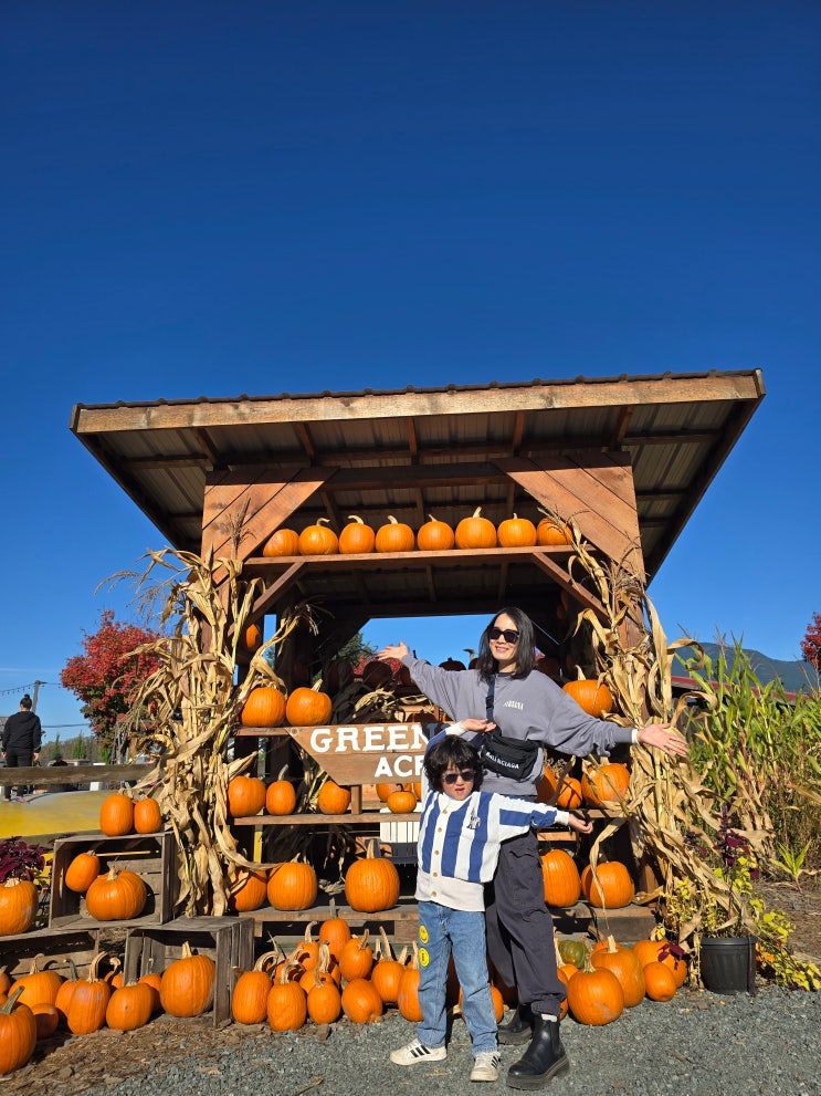 캐나다 밴쿠버 칠리왁 농장 펌킨 패치 콘메이즈 Chilliwack Corn Maze Greendale Acres : 네이버 블로그