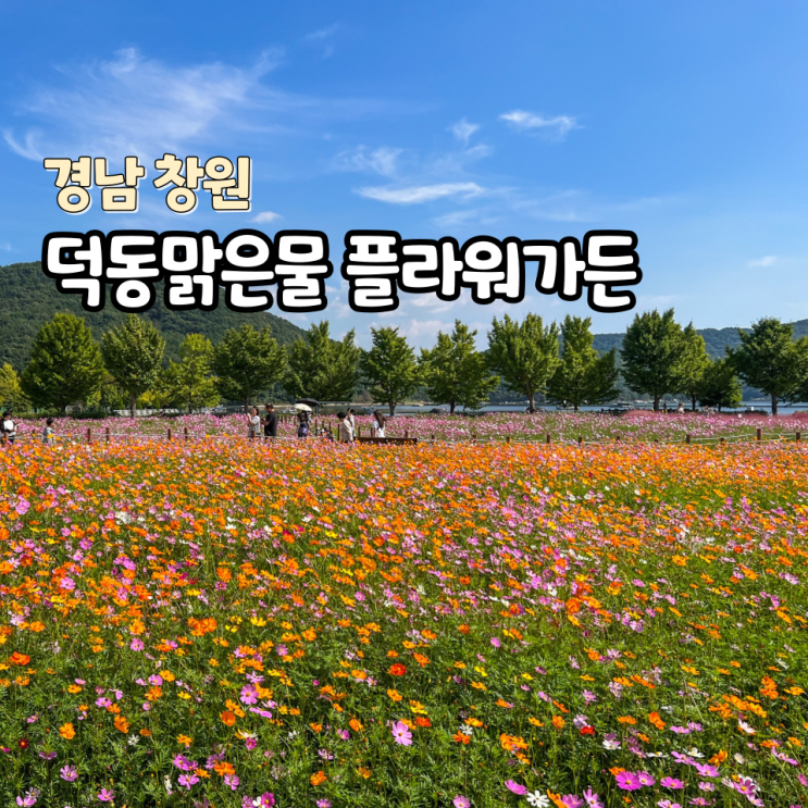 창원 마산 가볼만한곳 덕동맑은물 플라워가든 핑크뮬리 코스모스 꽃구경 네이버 블로그