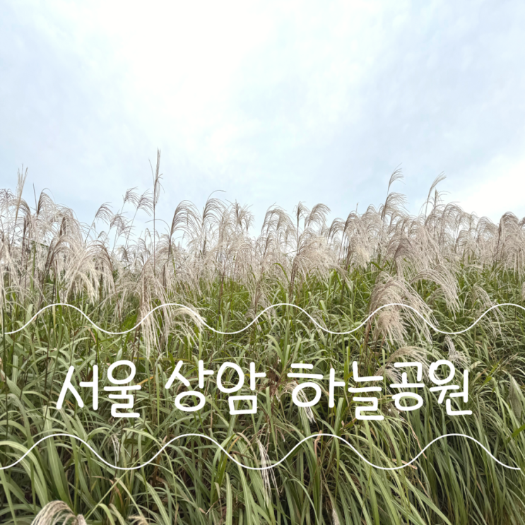 억새축제 서울 상암 하늘공원 방문후기주차장맹꽁이전기차 네이버 블로그