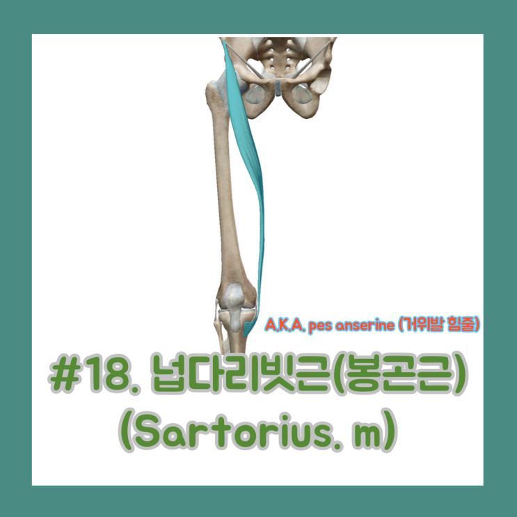 [정교수의 기능해부학 / 하지 근육] #18. 넙다리빗근(봉곤근) Sartorius. M : 네이버 블로그