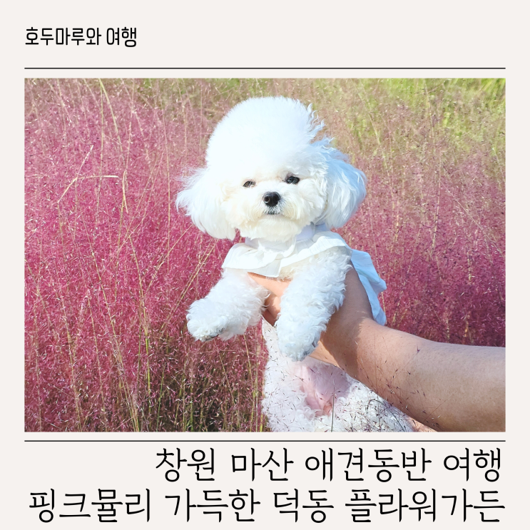 창원 마산 애견동반 여행 핑크뮬리 가득한 덕동 플라워가든 네이버 블로그
