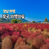 의령 호국의병의숲 친수공원 댑싸리 명소 코스모스 핑크뮬리 가을 꽃구경 네이버 블로그