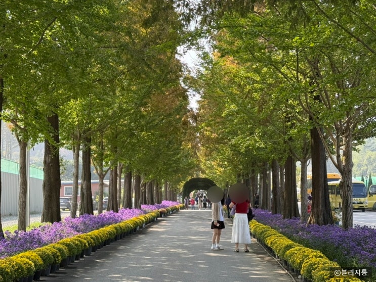 피나클랜드 국화축제 아산 아이와 함께 가볼 만한 곳 추천 : 네이버 블로그