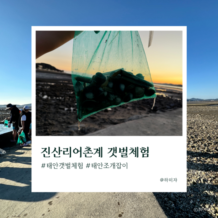 충남 태안 진산리어촌계 갯벌체험장 물때 가격 준비물 내돈내산 네이버 블로그