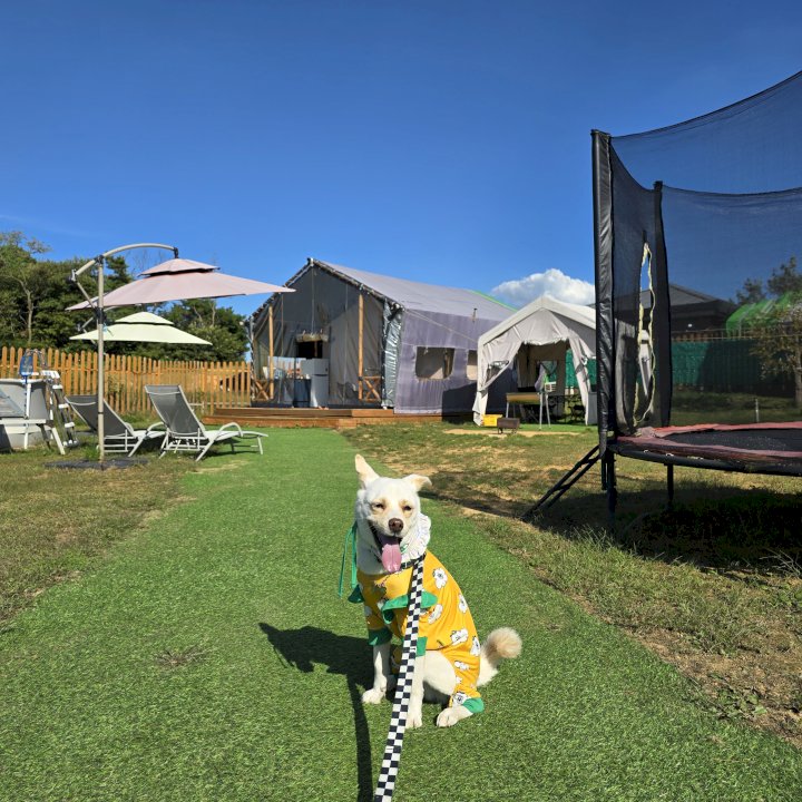 당진 애견동반 숙소 - 대형견 동반 가능한 독채 프리미엄 글램핑 '도그팰리스' : 네이버 블로그