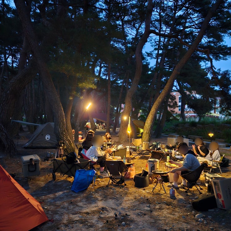 거창 노지캠핑 사마솔숲 소나무숲 개울가 있는 무료캠핑지 네이버 블로그