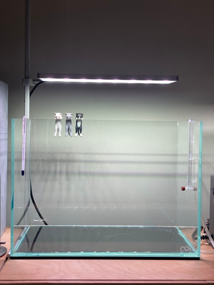 [수초] ADA mini M 종료 및 리셋/183day.. : 네이버 블로그