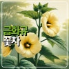 금화규 꽃과 효능 재배방법 부작용 꽃말 꽃차 만들기 네이버 블로그