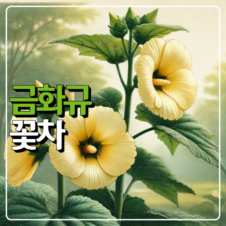 금화규 꽃과 효능 재배방법 부작용 꽃말 꽃차 만들기 네이버 블로그