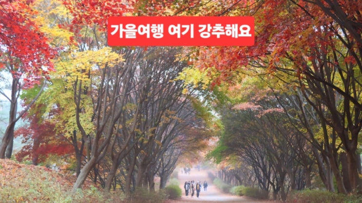 단풍명소 천안 독립기념관 단풍나무숲길 단풍시기 및 야간개장 주차장 정보 네이버 블로그