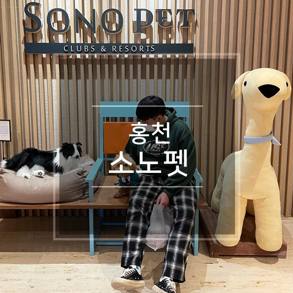 홍천 소노펫 클럽앤리조트 소노벨 비발디파크 강원도 애견동반 호텔 숙소 반려견 호캉스 추천 국내 리조트에서 강아지와 함께