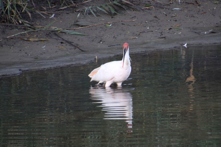 '따옥따옥' 따오기 : 네이버 블로그