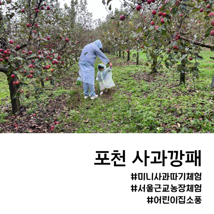 서울근교 농장체험 포천사과깡패 미니사과따기 어린이집소풍 네이버 블로그