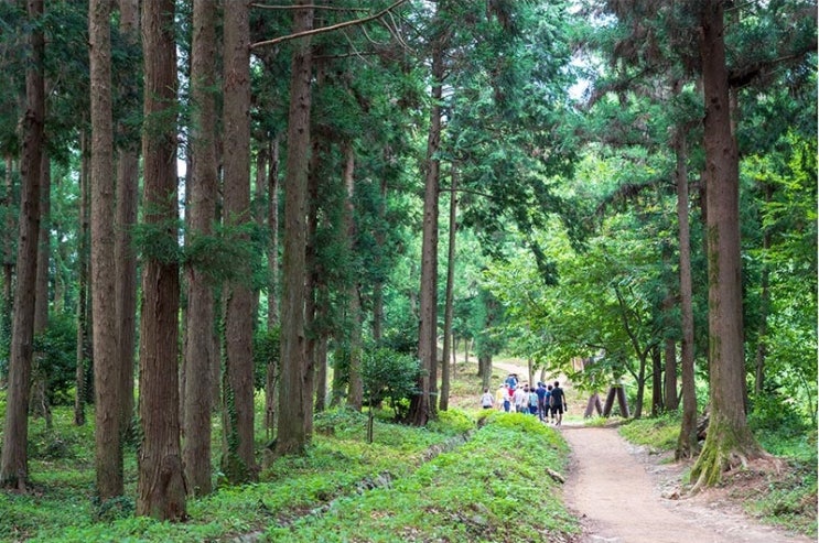전남 장흥 강진 가볼만한곳 먹거리 편백숲 우드랜드 보림사 다산박물관 다산초당 강진만 생태공원 네이버 블로그