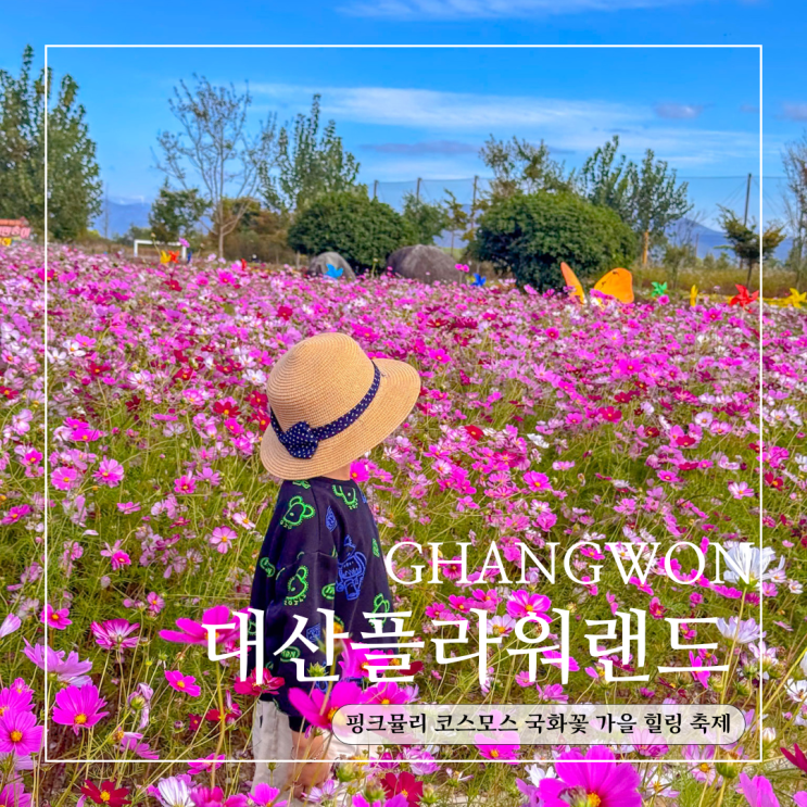 창원 대산플라워랜드 핑크뮬리 코스모스 국화꽃 아이와 가을 힐링 축제 네이버 블로그