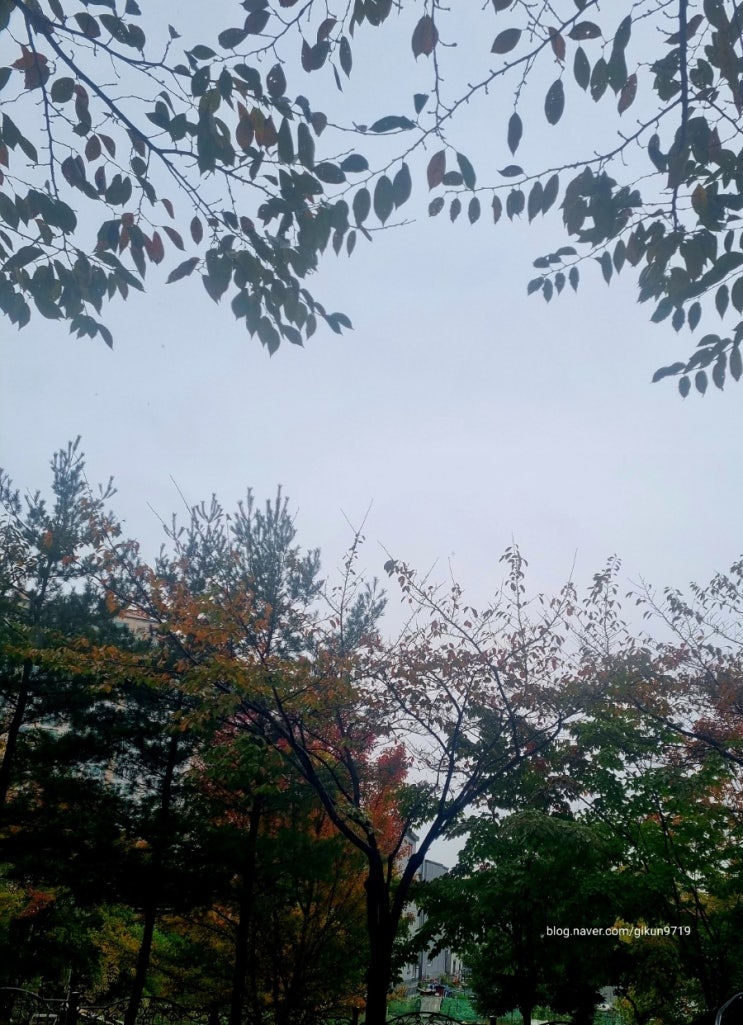 비 오는 주말 산책하기~ : 네이버 블로그