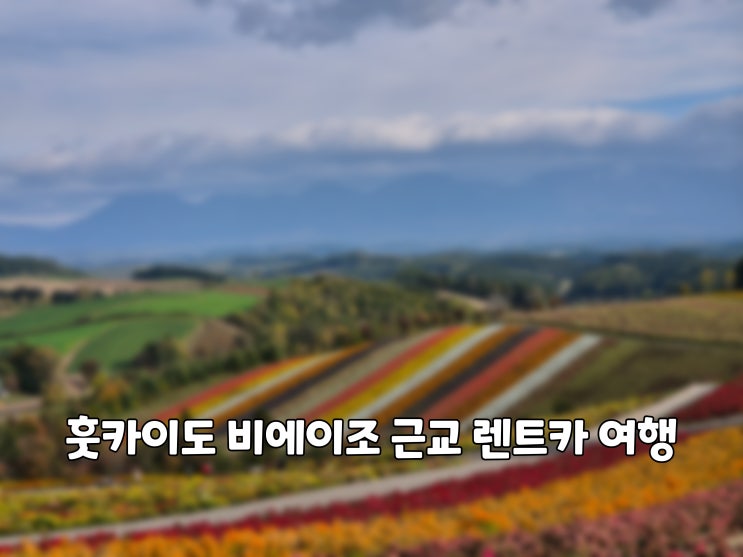 일본 훗카이도 유아동반 자유여행 비에이조 근교 당일치기 렌트카 여행 코스 세븐스타 나무패치워크의 길 비에이조 사계채의