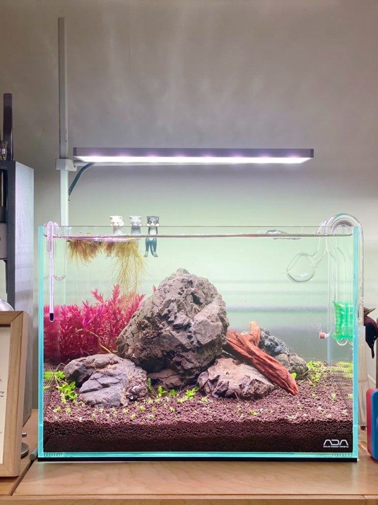 [ADA] ADA Mini M..(2024.10.23세팅) : 네이버 블로그