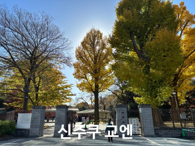 일본 도쿄 자유여행 신주쿠 교엔 가볼만한곳 언어의정원배경지 관광지 신주쿠공원 숨은명소 네이버 블로그