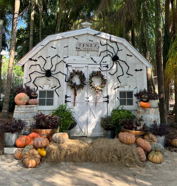 마이애미 Pumpkin patch: Tinez Farms 후기 : 네이버 블로그