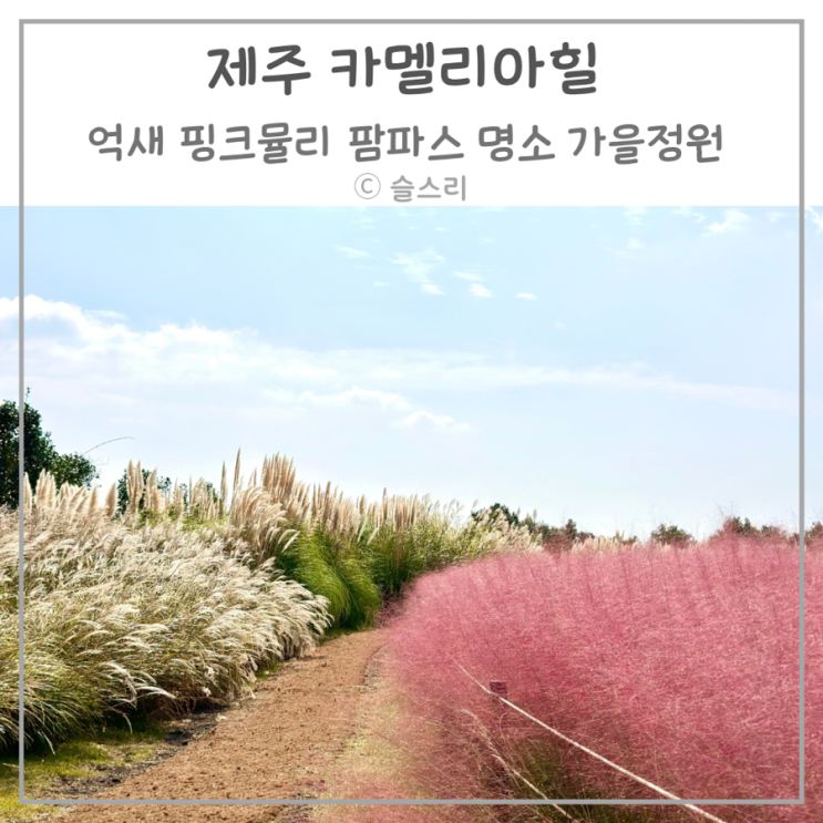 제주 카멜리아힐 10월 11월 제주도 서쪽 가볼만한곳 유모차 제주투어패스 네이버 블로그