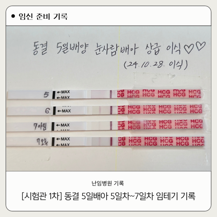 동결이식 1차 눈사람배아착상 5일배양 5일차 6일차 7일차 임테기 네이버 블로그