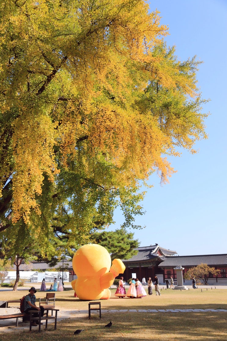 서울 국립고궁박물관 경복궁돌담길 효자로 은행나무 : 네이버 블로그