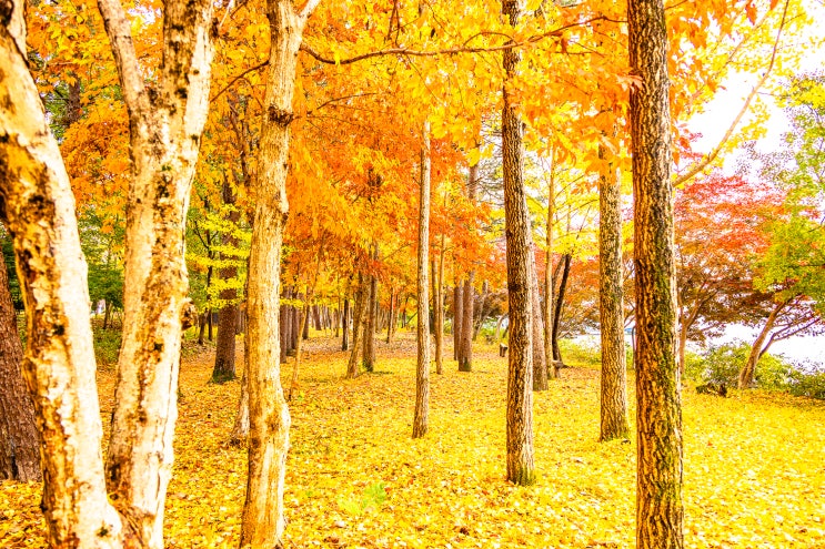 20241104 남이섬 : 네이버 블로그