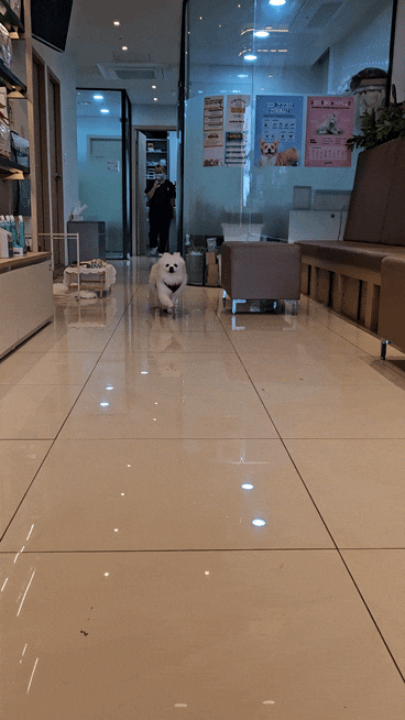 포메라니안 슬개골탈구 수술케이스/슬개골탈구/수술과회복과정 : 네이버 블로그